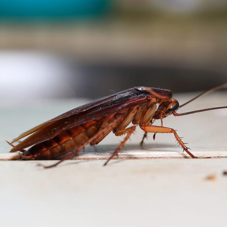 Dezinsecție gândaci de bucătărie - Insect Control